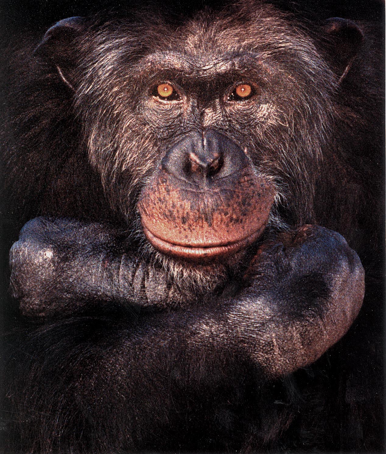 Furuviksparken | Hälsingekusten