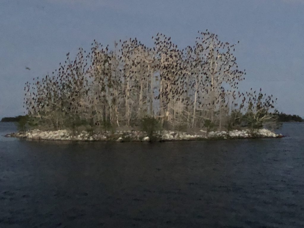 Skarv hotar Kastellholmen | Hälsingekusten